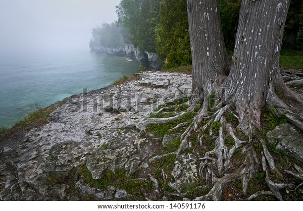 Roots Cedar Tree Spread Over Rocky Stock Photo 140591176 | Shutterstock