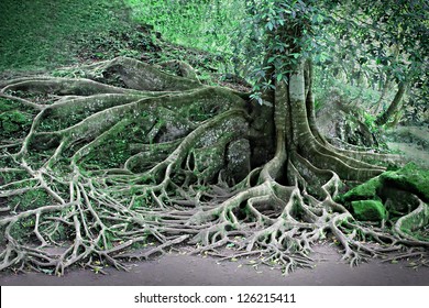 Roots Magic Tree Stock Photo 126215411 | Shutterstock