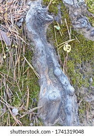 Roots Pine Root System Pine Tree Stock Photo 1741319048 | Shutterstock