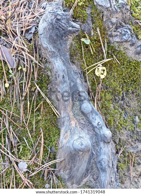Roots Pine Root System Pine Tree Stock Photo 1741319048 | Shutterstock