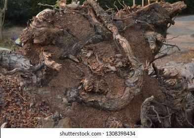 163 Upside down tree roots Images, Stock Photos & Vectors | Shutterstock