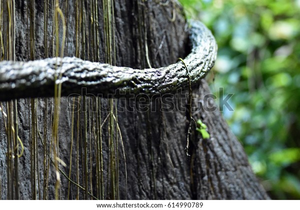 Rope Around Tree Trunk Stock Photo 614990789 | Shutterstock