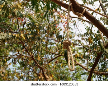 Rope Hanging Treea Rope Loop Hanging Stock Photo 1683120553 | Shutterstock