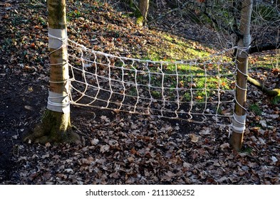 796 Spider climb tree Images, Stock Photos & Vectors | Shutterstock