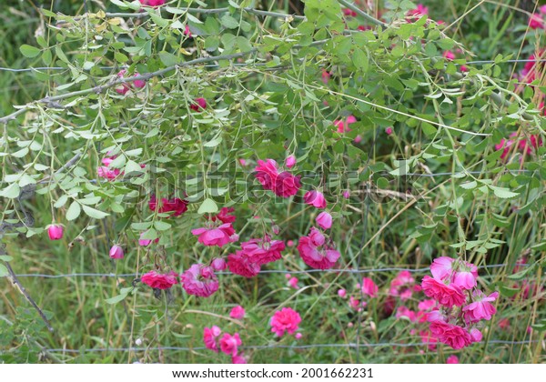 Rosa Super Excelsa Repeat Flowering Rambling Stock Photo 2001662231 ...