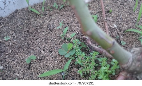 1,089 Red Rose Tree Trunk Images, Stock Photos & Vectors | Shutterstock