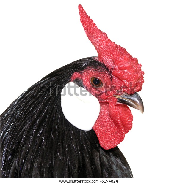 Rosecomb Bantam Rooster Stock Photo 6194824 | Shutterstock