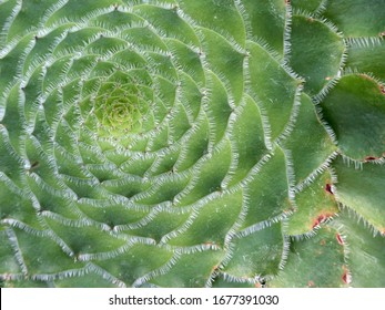 Rosette Like Leaf Structure Succulent Plant Stock Photo (Edit Now ...