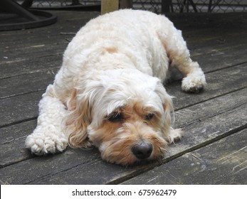 Cockapoo Images, Stock Photos & Vectors | Shutterstock