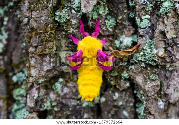 Rosy Maple Moth Drying Wings Dryocampa Stock Photo (Edit Now) 1379572664