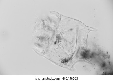 Rotifer Under Microscope Stock Photo 492458563 | Shutterstock