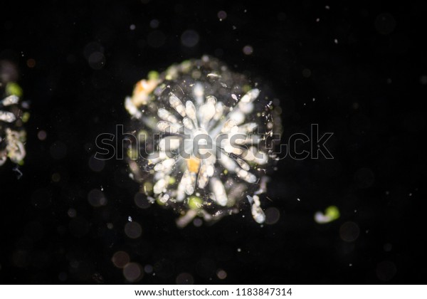 Rotifer Under Microscope Stock Photo 1183847314 | Shutterstock