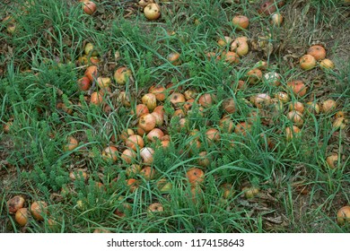 Rotten Apples Windfall Stock Photo 1174158643 | Shutterstock