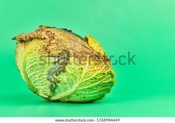 Rotten Cabbage Green Background Head Moldy Stock Photo 1768984649 ... Rotten Cabbage Green Background Head Moldy Stock Photo 1768984649 ...
