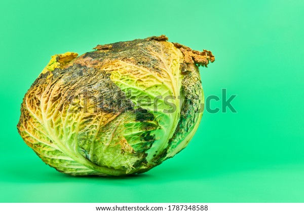 Rotten Cabbage Green Background Head Moldy Stock Photo 1787348588 ... Rotten Cabbage Green Background Head Moldy Stock Photo 1787348588 ...