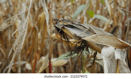 838 Rotten corn Images, Stock Photos & Vectors | Shutterstock