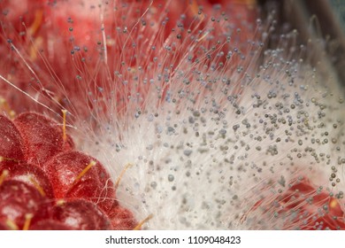 76 Rotten Straw And Wastes Images, Stock Photos & Vectors | Shutterstock