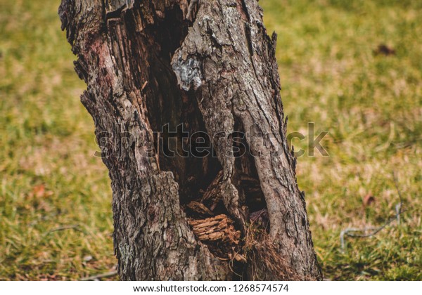 Rotting Tree Fall Stock Photo (Edit Now) 1268574574