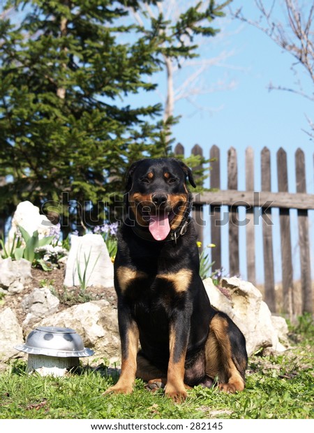 Rottwailer Stock Photo 282145 | Shutterstock