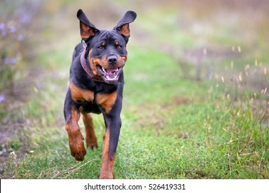 1,879 Running rottweiler Images, Stock Photos & Vectors | Shutterstock