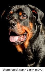 492 Rottweiler profile Images, Stock Photos & Vectors | Shutterstock