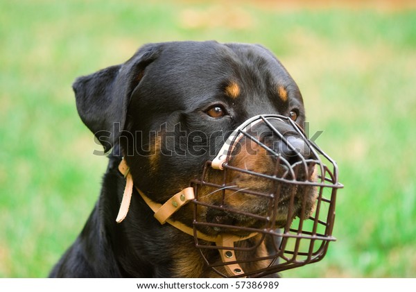 Rottweiler Muzzle Stock Photo (Edit Now) 57386989