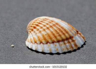 Seashell Bivalve Mollusc Atlantic Strawberry Cockle Stock Photo (Edit ...