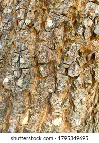 Rough Cracktree Trunk Texture Background Stock Photo 1795349695 ...