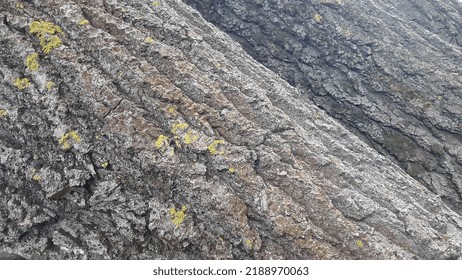 Rough Deciduous Tree Bark Bark Texture Stock Photo 2188970063 ...