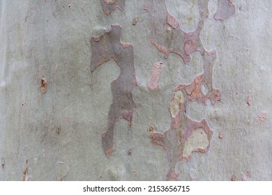 7,000 Irregular trees Images, Stock Photos & Vectors | Shutterstock