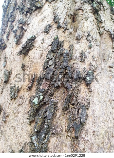 Rough Plant Stem Texture Background Stock Photo 1660291228 | Shutterstock