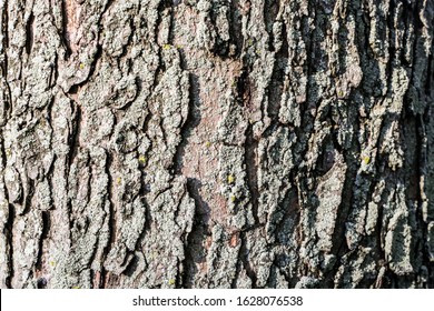 149 "silver maple bark" Images, Stock Photos & Vectors | Shutterstock