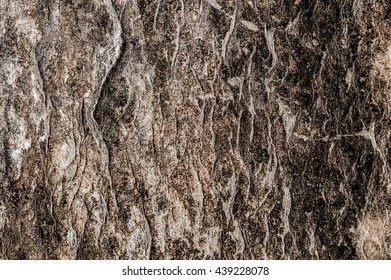 Old Tree Cut Limb Bark Texture Stock Photo 1340523332 | Shutterstock