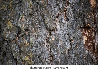 195,868 Red spruce tree Images, Stock Photos & Vectors | Shutterstock