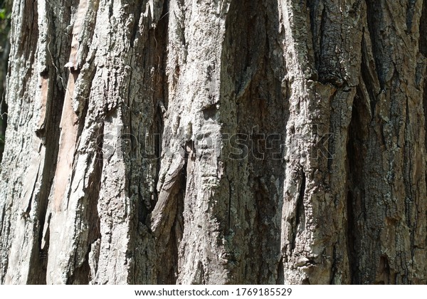 Rough Texture Tree Surface Natural Park Stock Photo 1769185529 ...