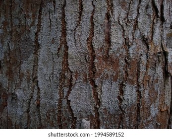Rough Tree Bark Hard Texture Background Stock Photo 1994589152 ...