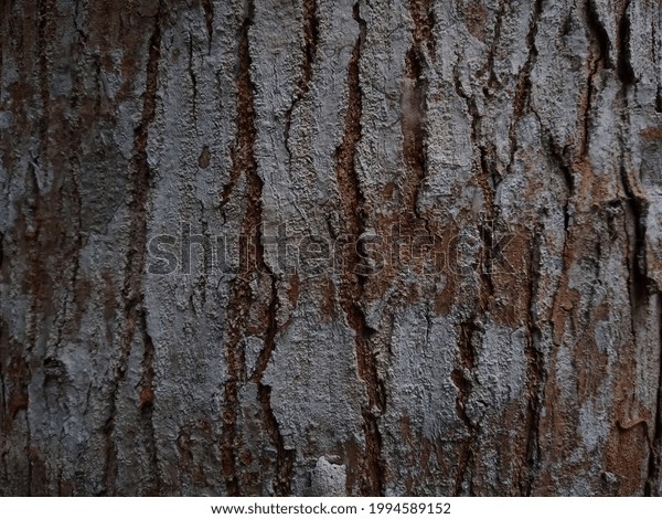 Rough Tree Bark Hard Texture Background Stock Photo 1994589152 ...