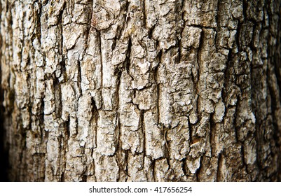Rough Tree Bark Horizontal Format Stock Photo (Edit Now) 417656254