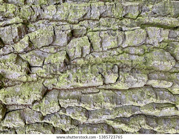 Rough Worn Tree Bark Texture Stock Photo 1385723765 | Shutterstock