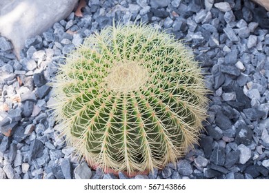 60,901 Round cactus Images, Stock Photos & Vectors | Shutterstock