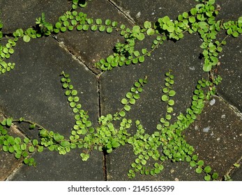 49 Roundleaf bindweed Images, Stock Photos & Vectors | Shutterstock