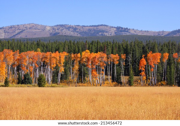 Row Aspen Trees Pine Trees Stock Photo 213456472 | Shutterstock