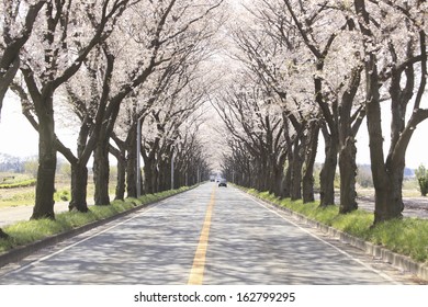 29,724 Cherry tree road Images, Stock Photos & Vectors | Shutterstock