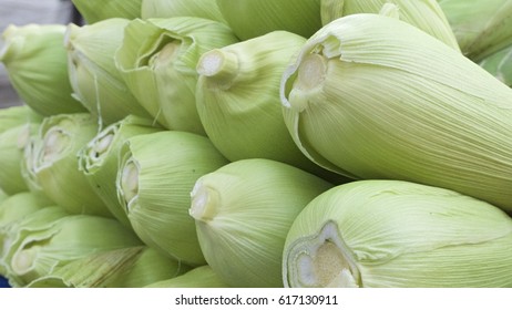 Row Corn Stock Photo 617130911 | Shutterstock