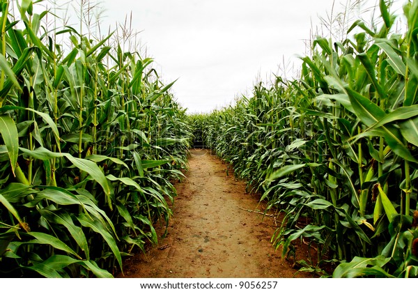 Row Corn Farm Stock Photo (Edit Now) 9056257