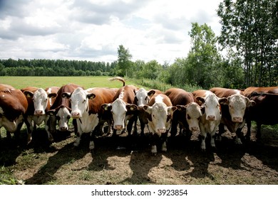 Row Cows Stock Photo 3923854 | Shutterstock