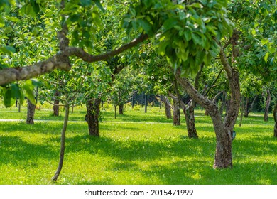4,005 Tree without fruits Images, Stock Photos & Vectors | Shutterstock
