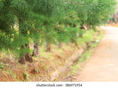 Row Juniper Tree Stock Photo 386971954 | Shutterstock
