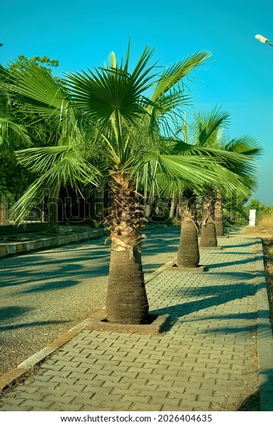 Row Low Palm Trees On Sidewalk Stock Photo 2026404635 | Shutterstock