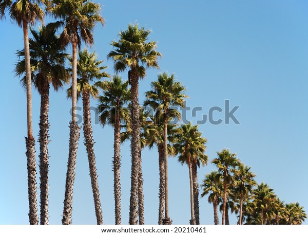 Row Palm Trees Stock Photo 20210461 | Shutterstock